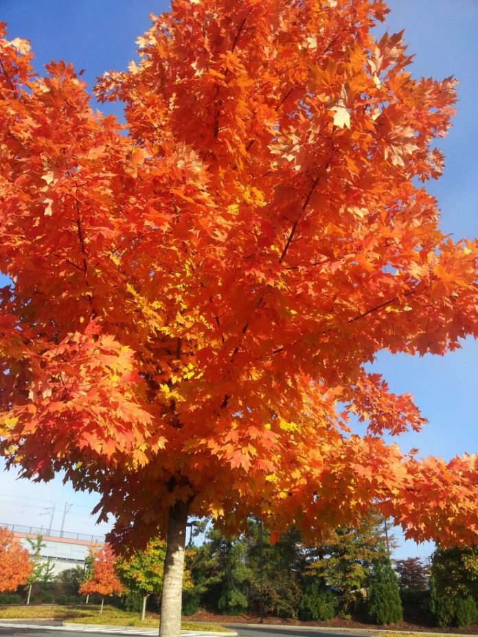 Fall Foliage Charlotte, North Carolina - Roni The Travel Guru